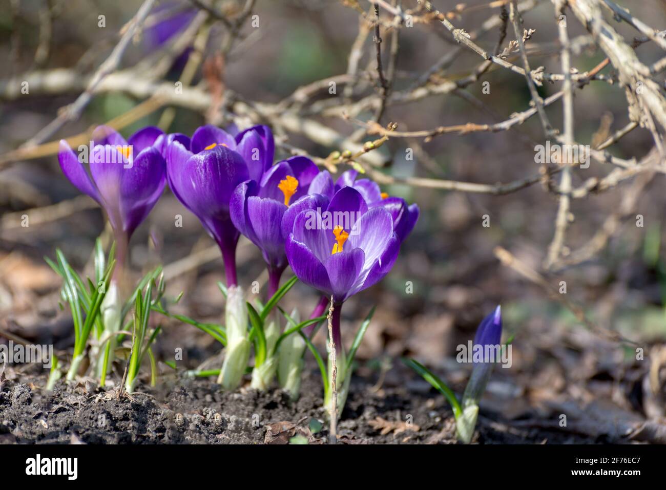 Beautiful crocuses spring first oniony. Group of blooming purple ...