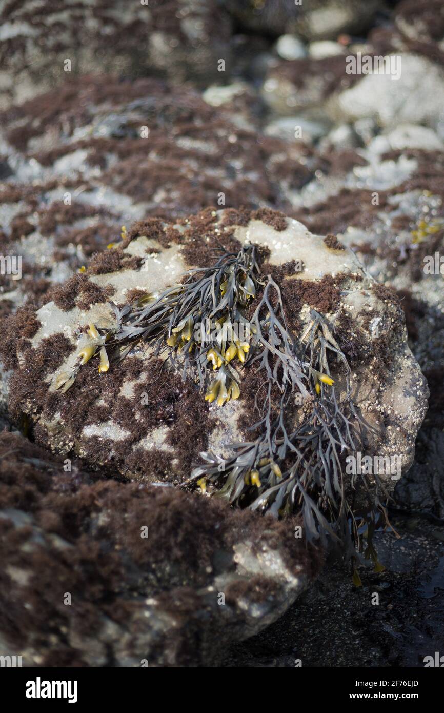 Rockweed hi-res stock photography and images - Alamy