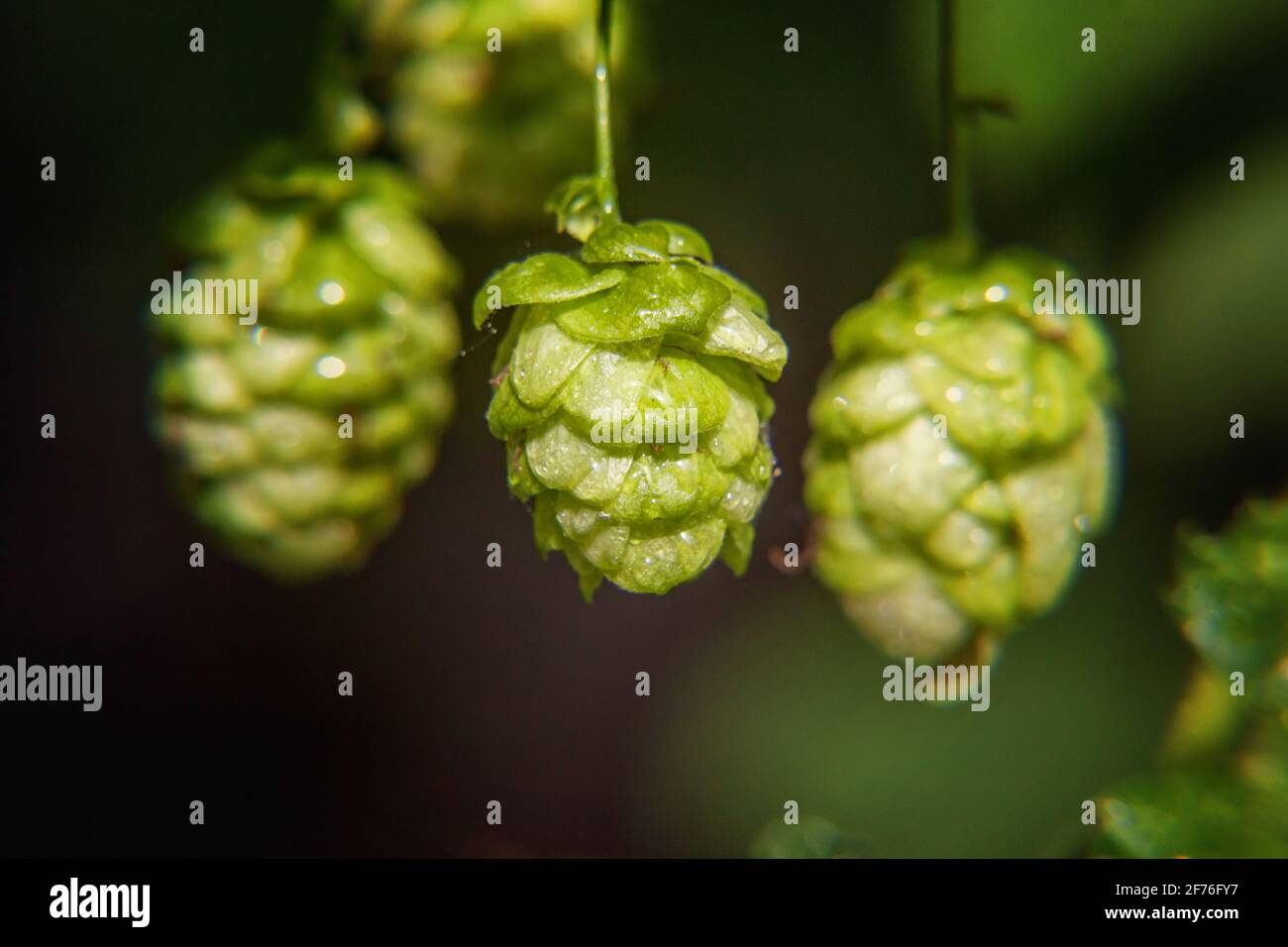 Farming and agriculture concept. Green fresh ripe organic hop cones for ...