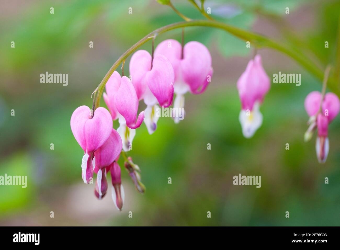 Asian Bleeding-hearts (Lamprocapnos spectabilis) in bloom Stock Photo ...