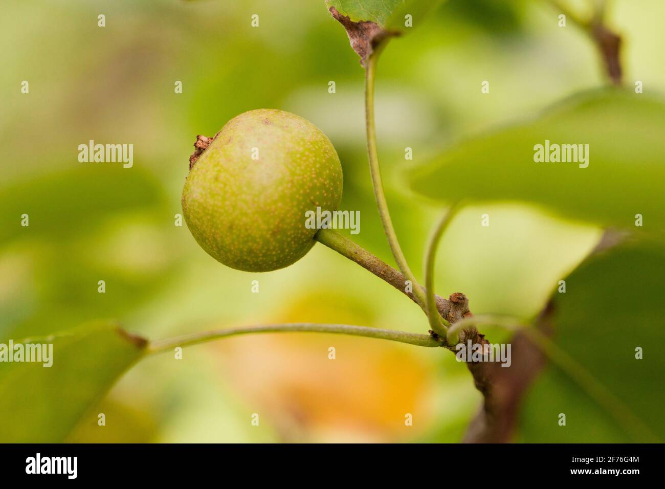 Asian pear fruit hi-res stock photography and images - Alamy