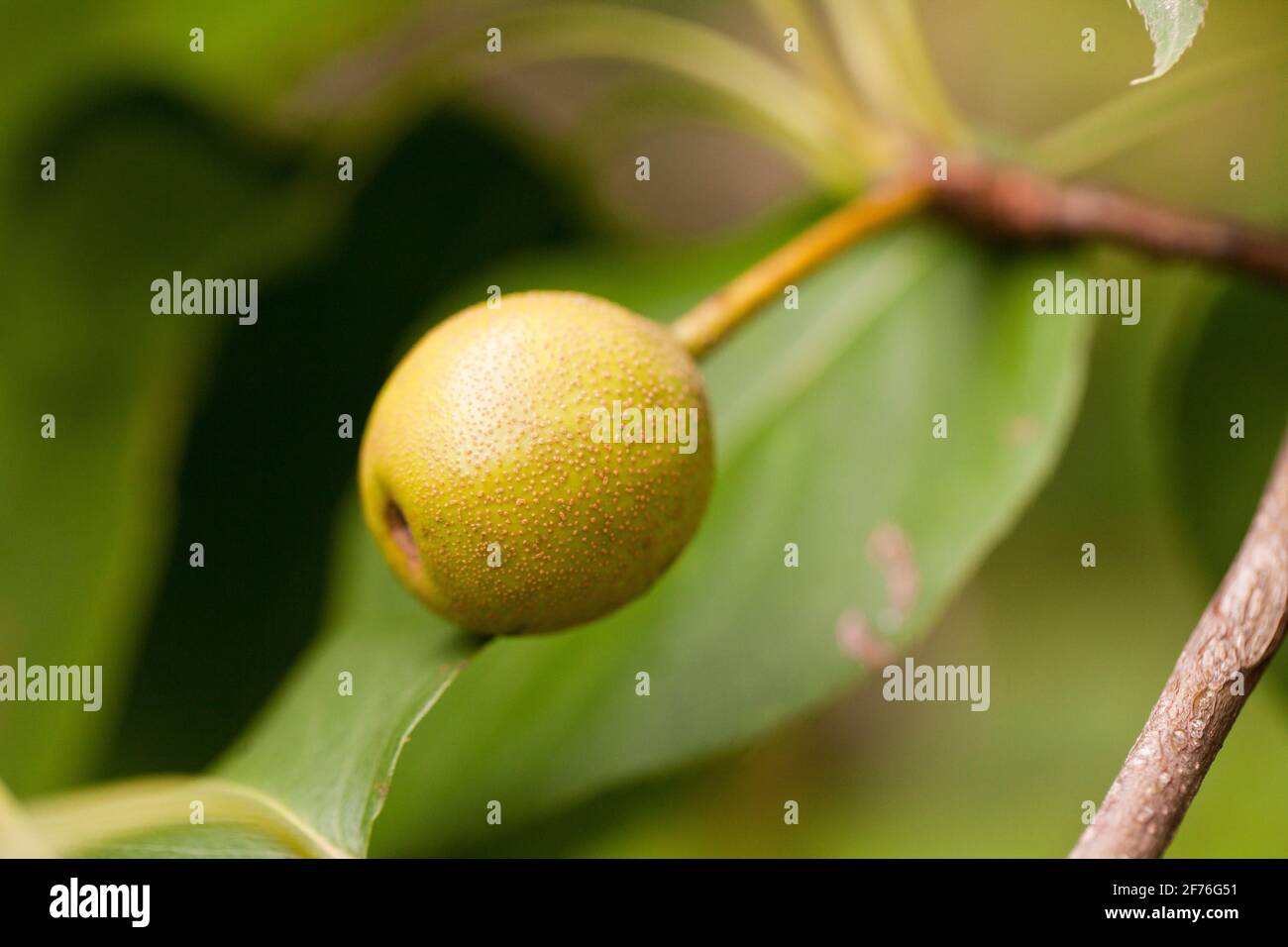 Asian pear fruit hi-res stock photography and images - Alamy
