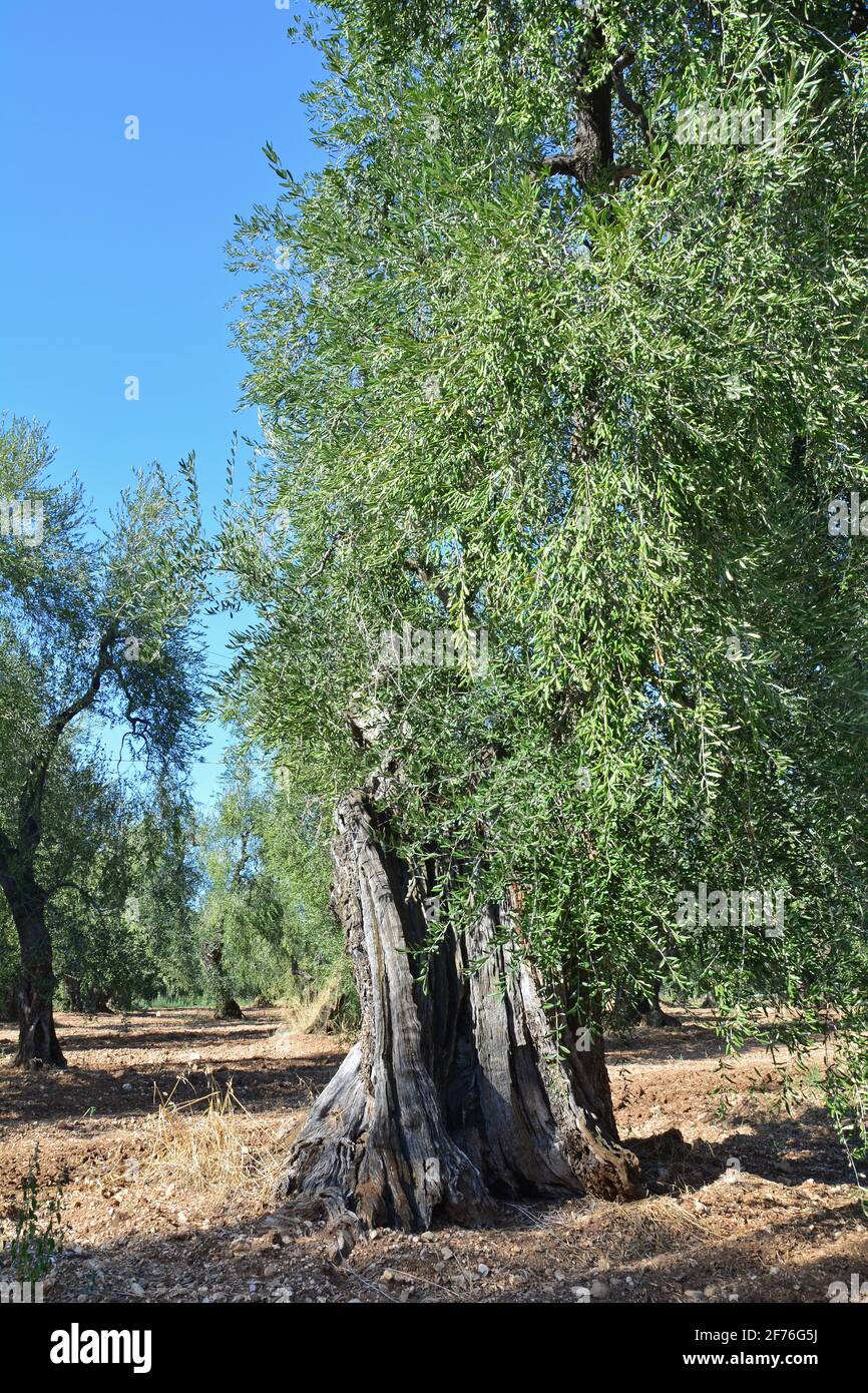 Very large olive tree a thousand years old Stock Photo - Alamy