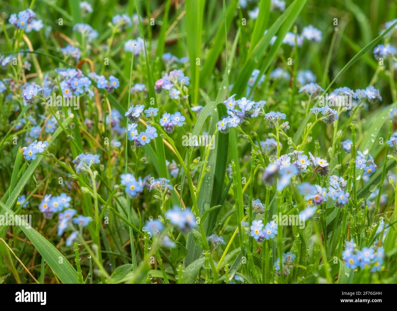 Water forget me not pond garden hi-res stock photography and images - Alamy