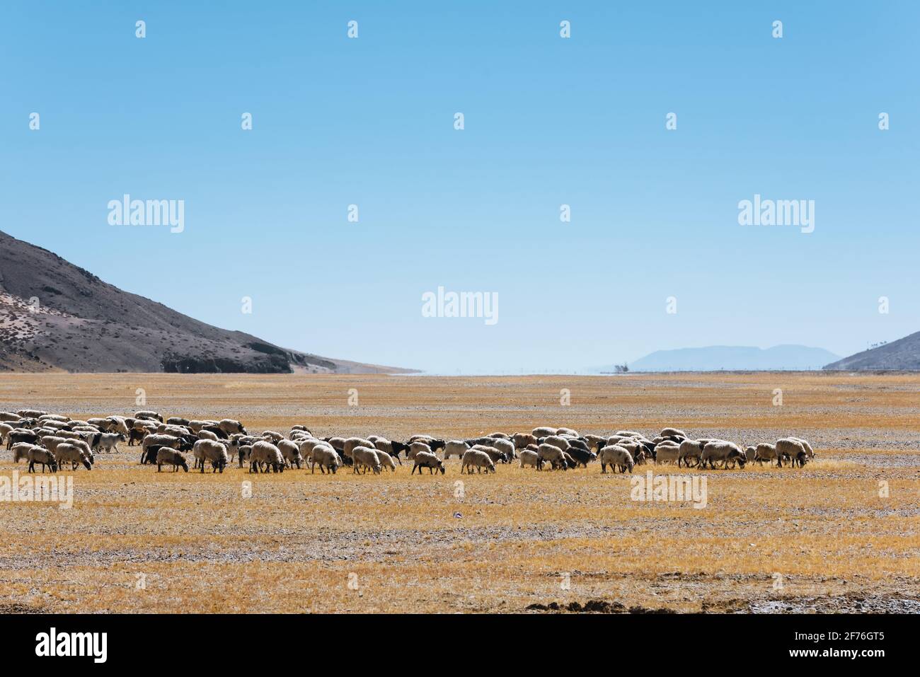 Tibetan sheep hi-res stock photography and images - Alamy