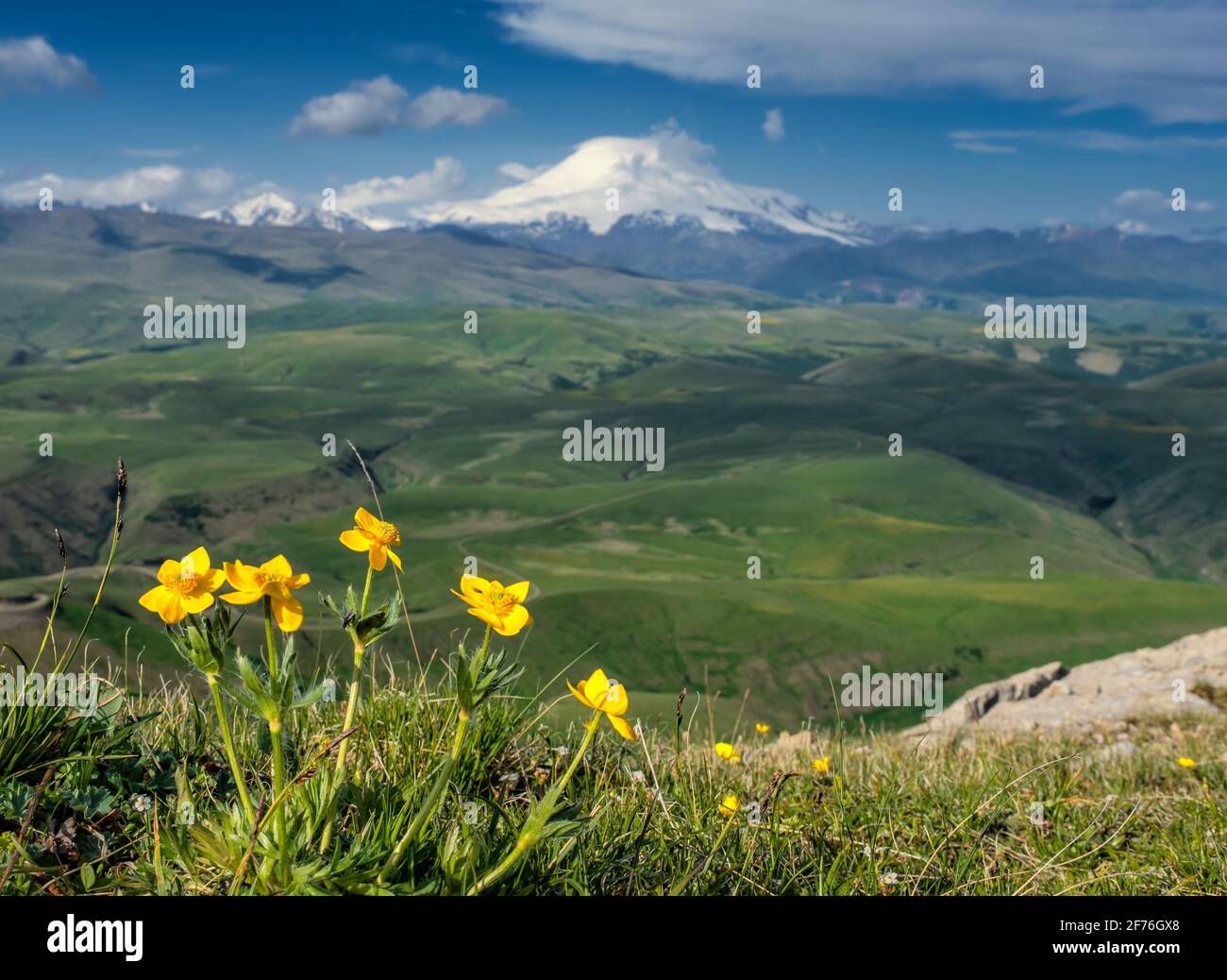 Caucasus mountain flower hi-res stock photography and images - Alamy