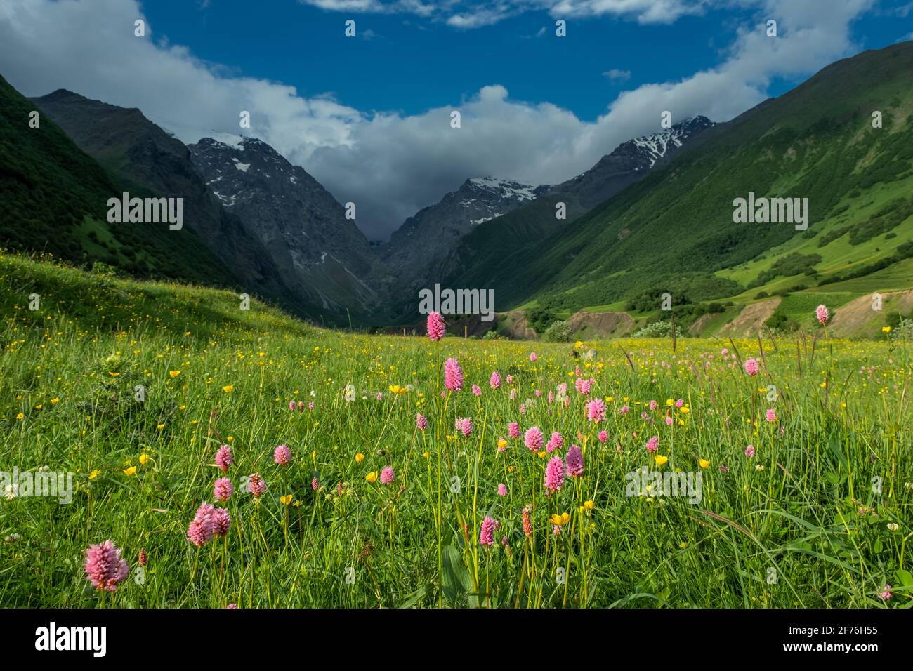 Caucasus mountain flower hi-res stock photography and images - Alamy