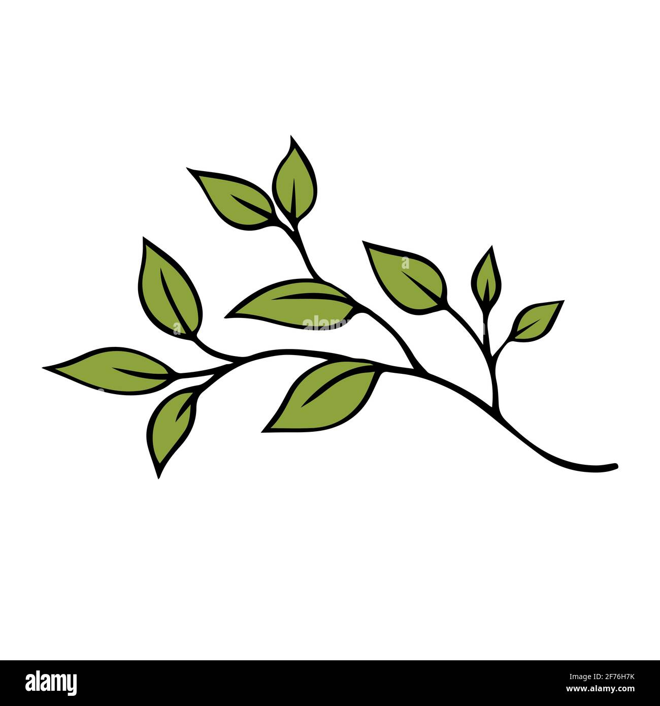 Branch of a tree with green leaves on a white background. Outline ...