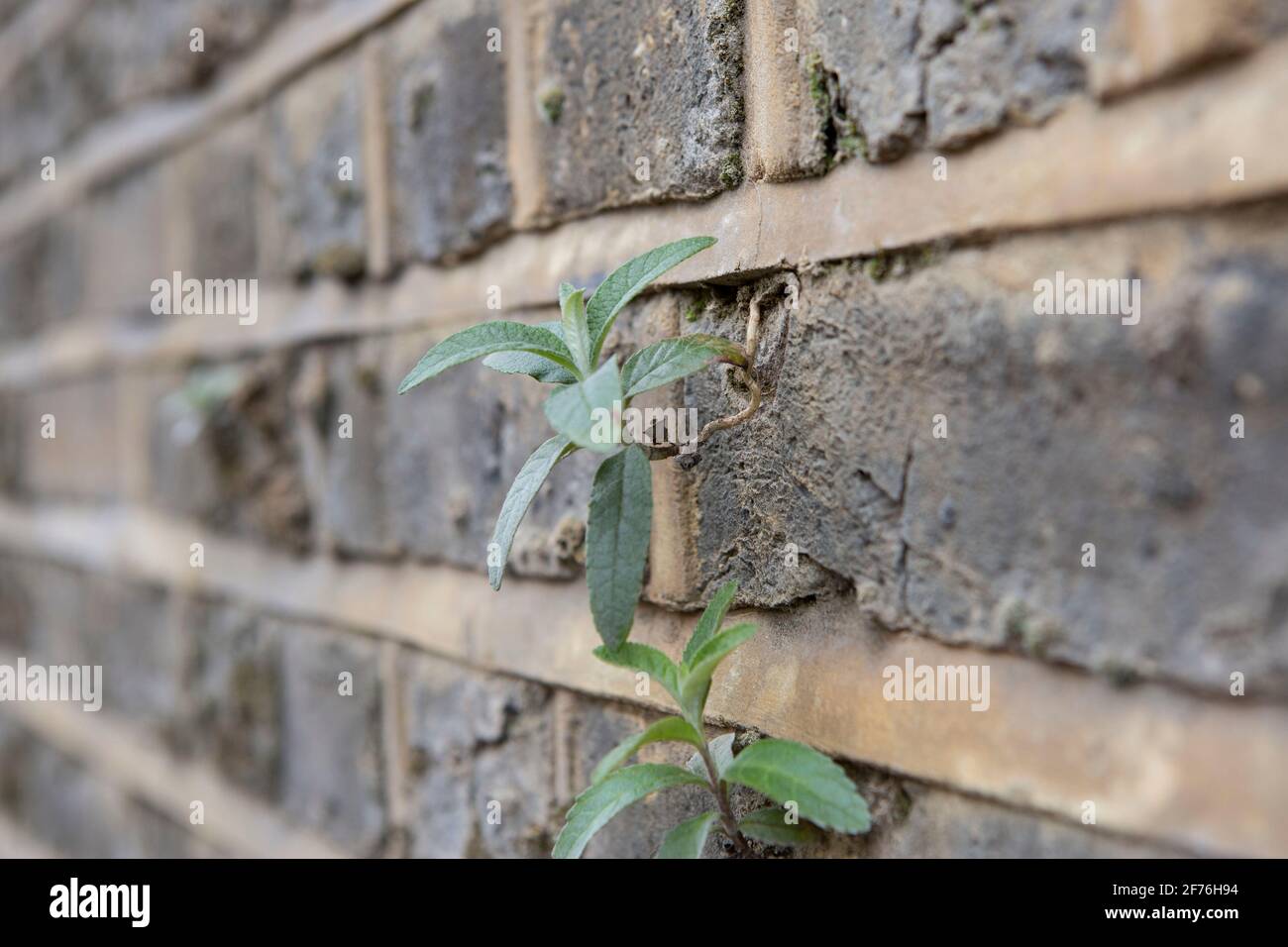 Brick and leaf hi-res stock photography and images - Alamy