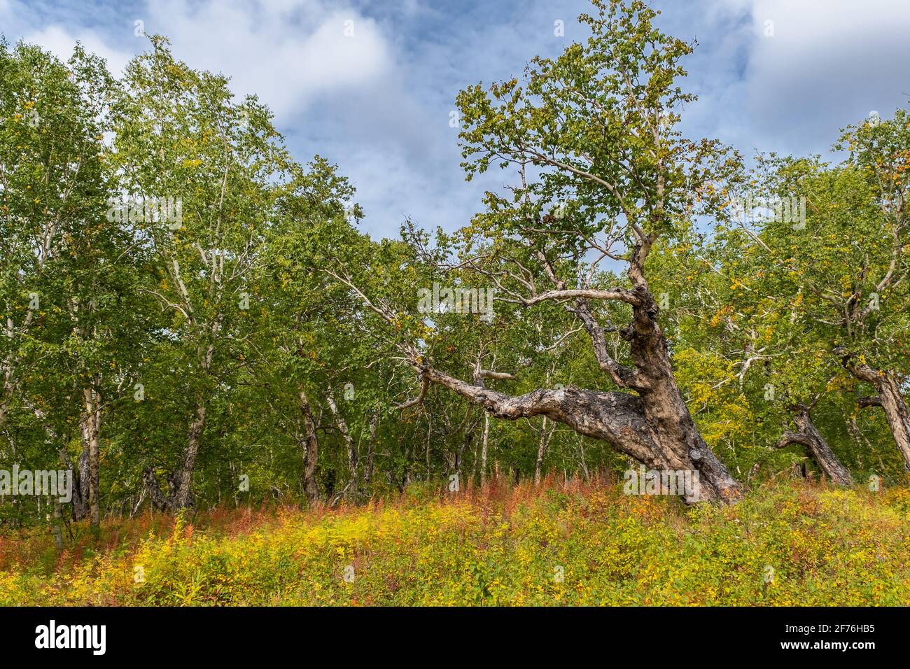 Birch forest russia hi-res stock photography and images - Alamy