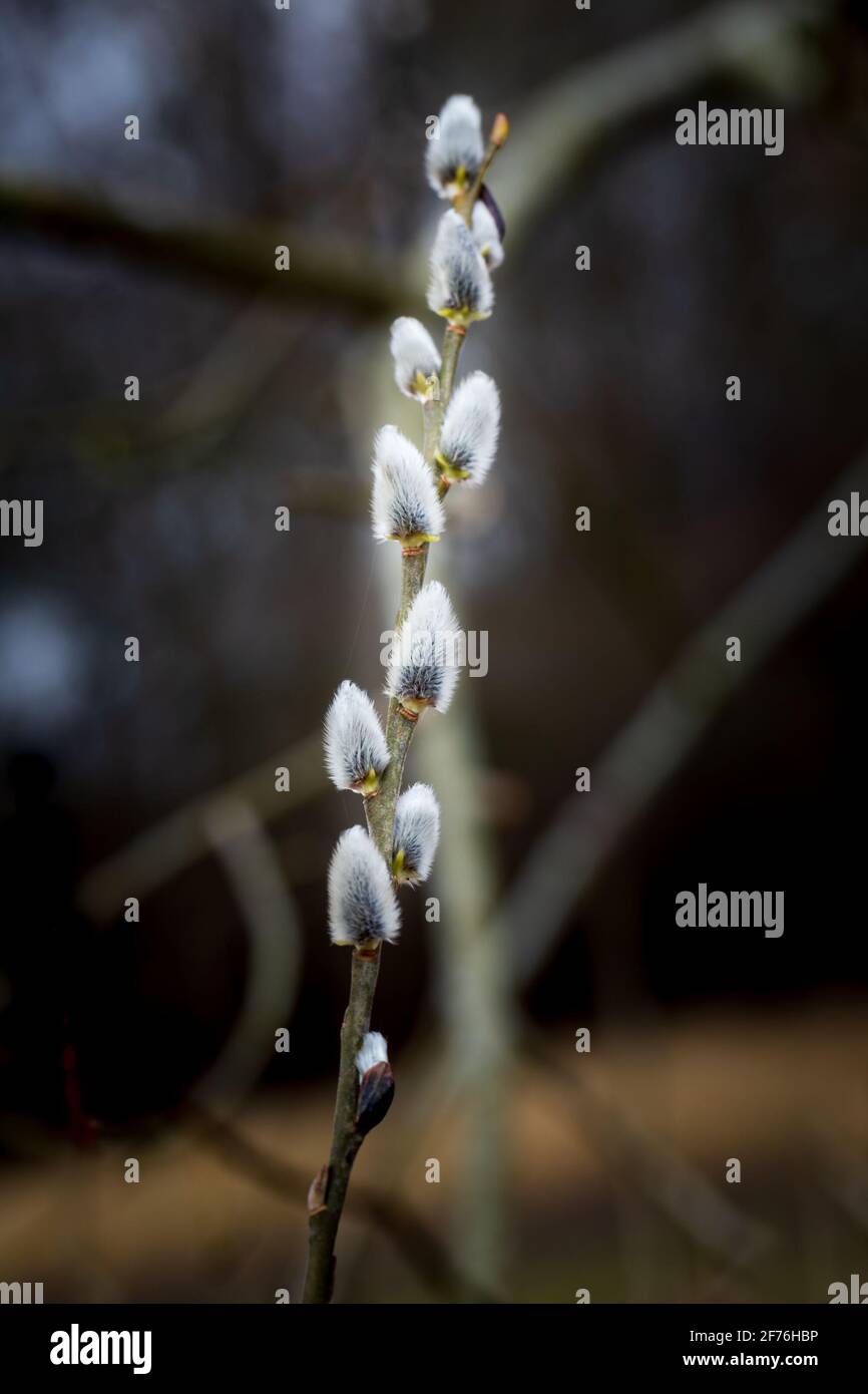 Willow tree blooming Stock Photo - Alamy