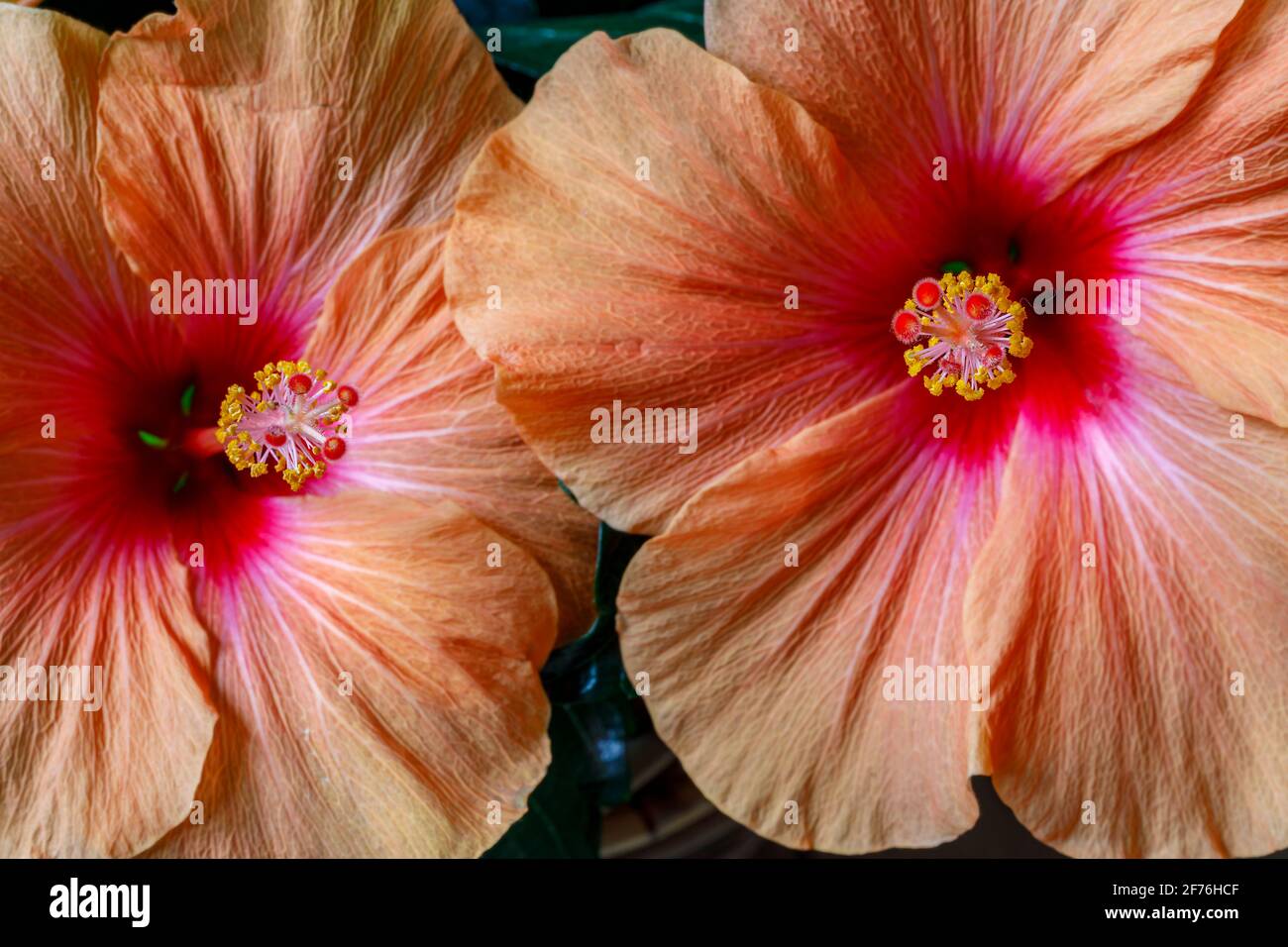 Rosids ii hi-res stock photography and images - Alamy