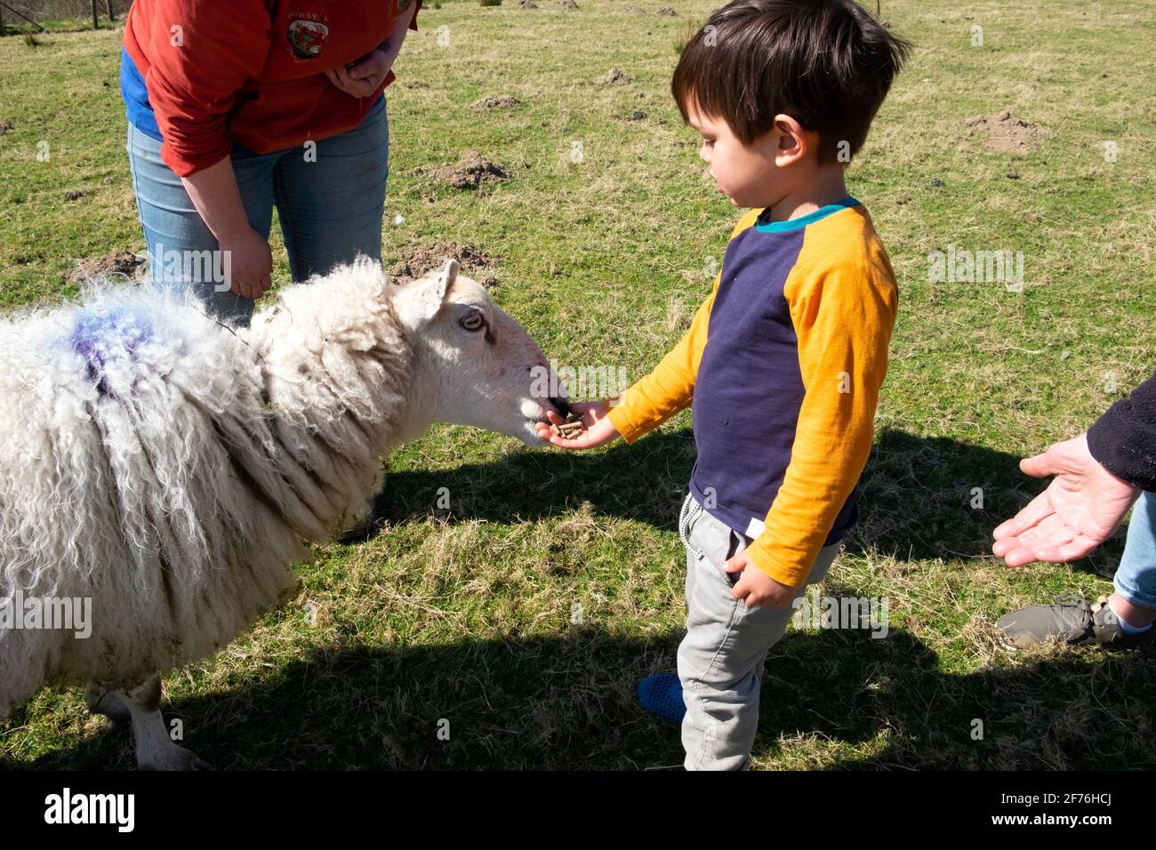 Child feeding sheep uk hi-res stock photography and images - Alamy