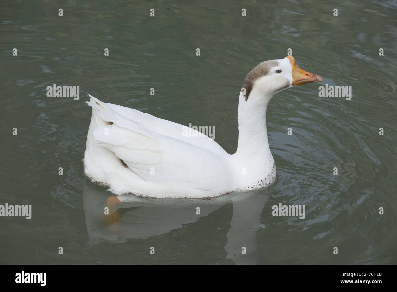 India swan bird hi-res stock photography and images - Alamy