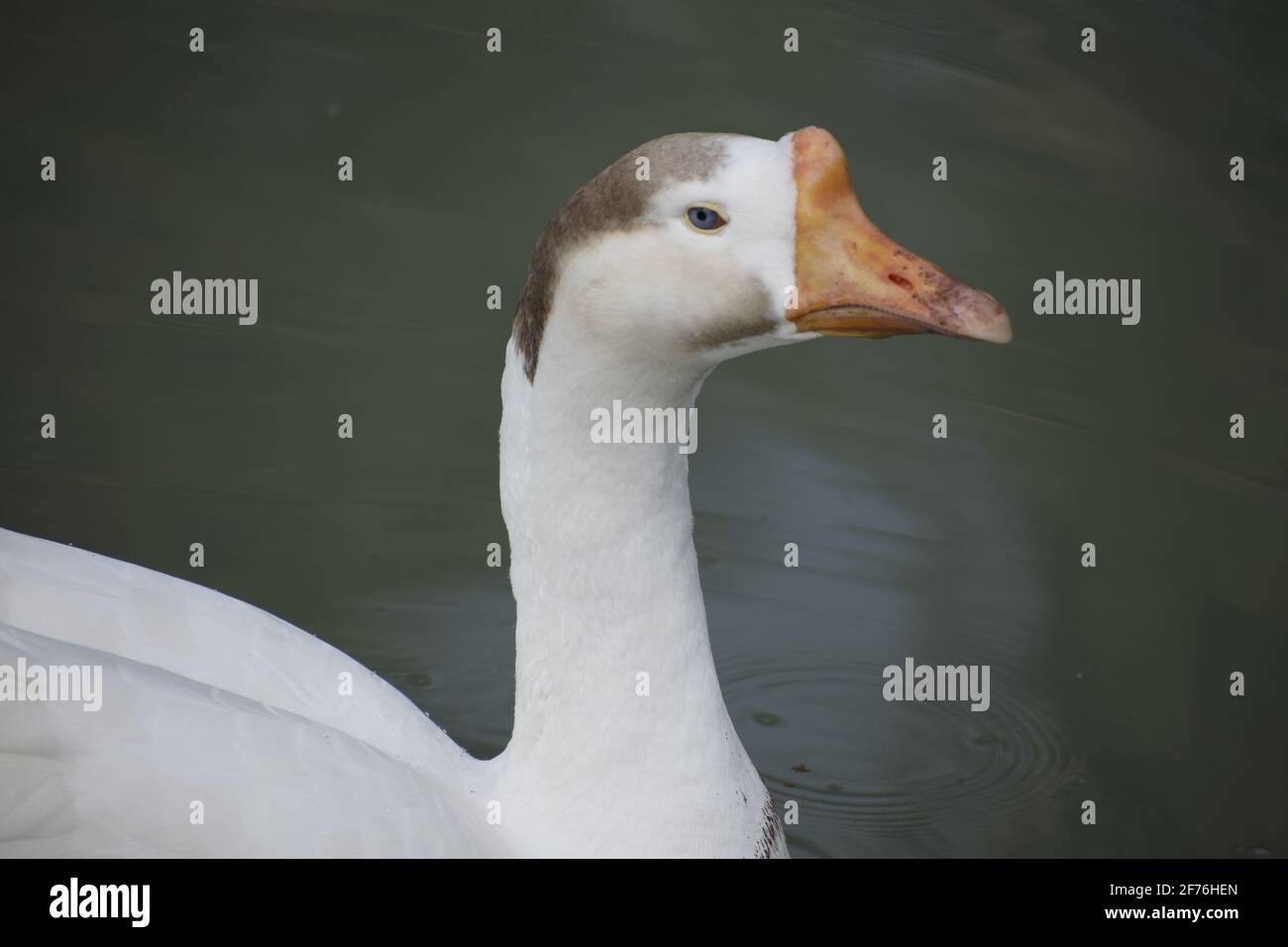 Indian swan india hi-res stock photography and images - Alamy