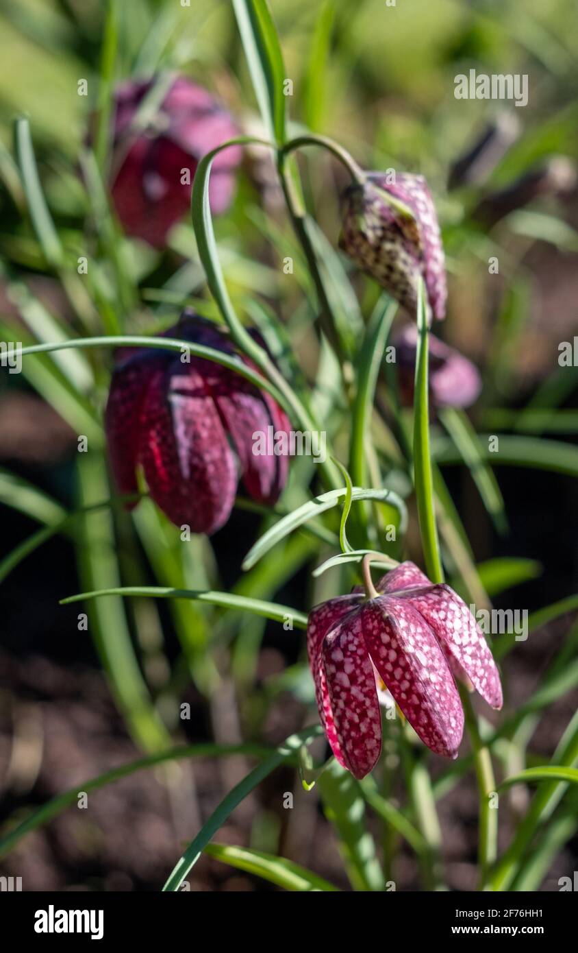 Purple chequered Snake's Head Fritillary flowers grow in a suburban ...