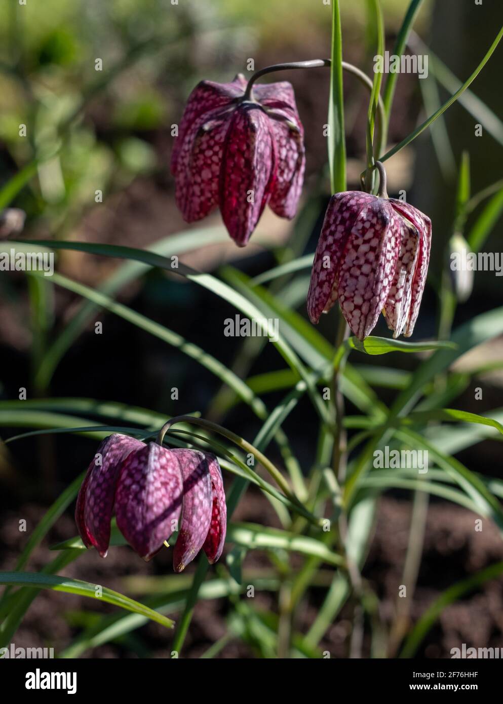 Purple chequered Snake's Head Fritillary flowers grow in a suburban ...