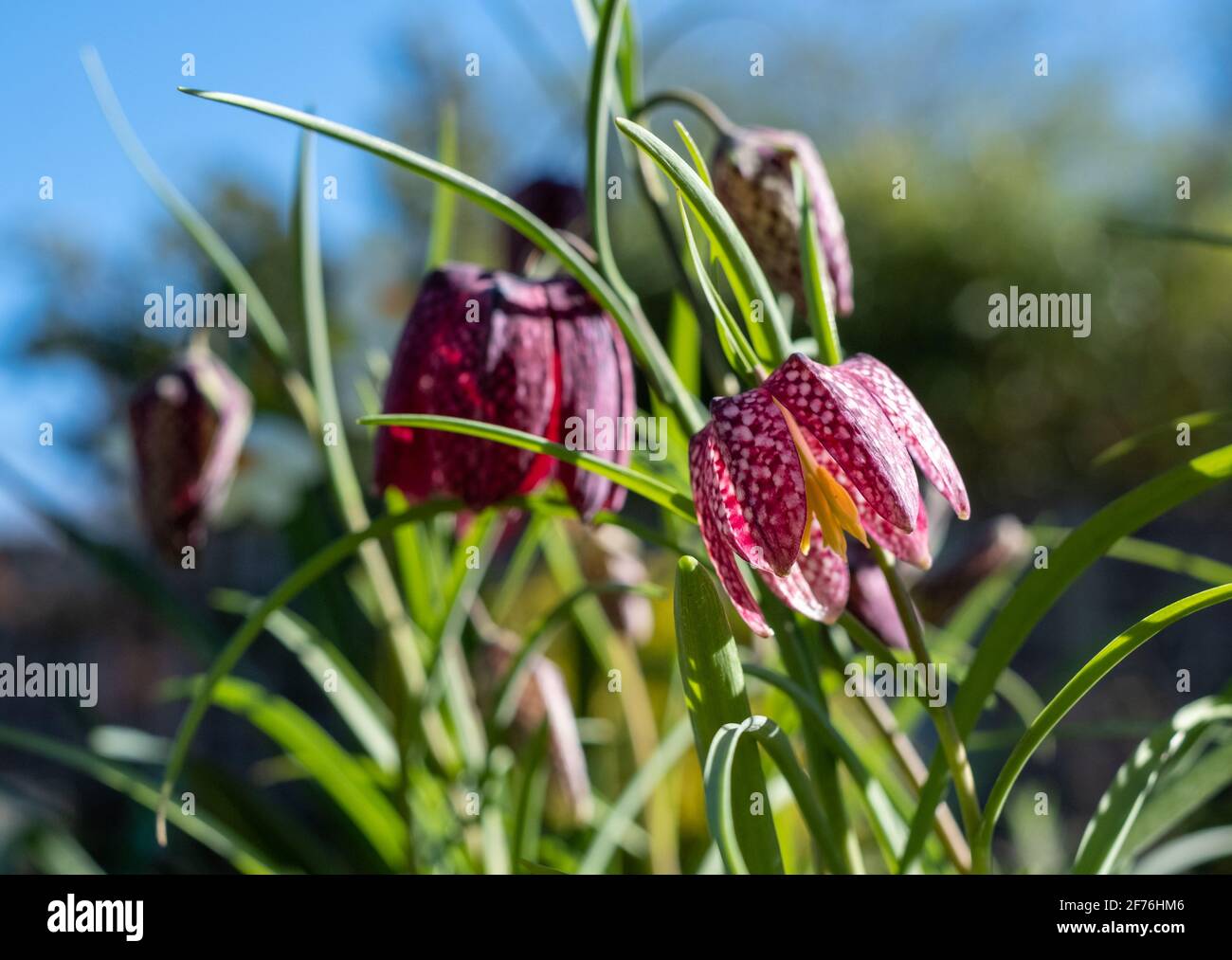 Purple chequered Snake's Head Fritillary flowers grow in a suburban ...