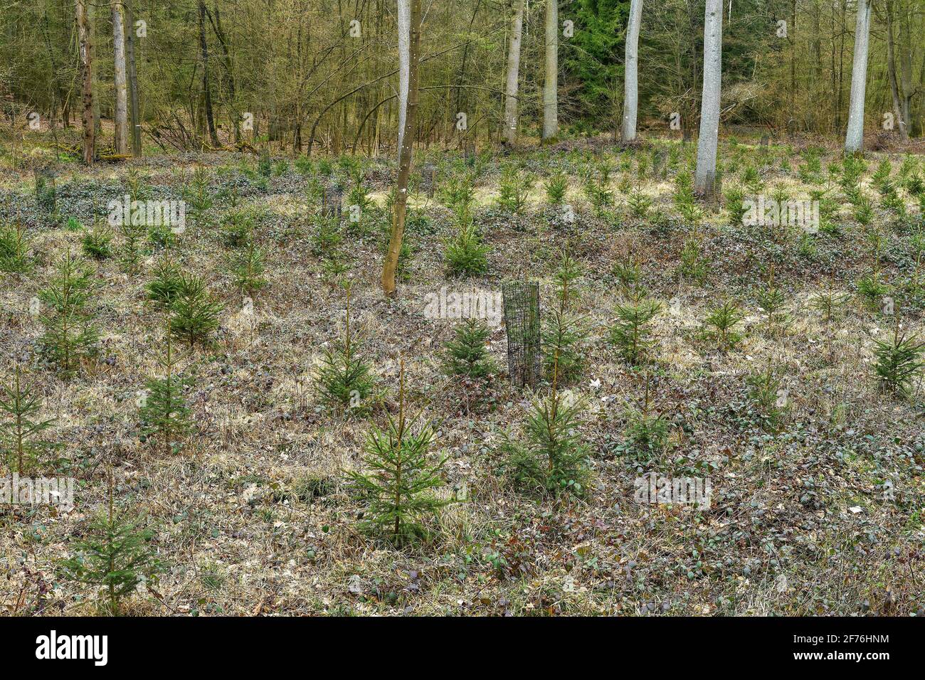 Reforested land with young conifers Stock Photo - Alamy