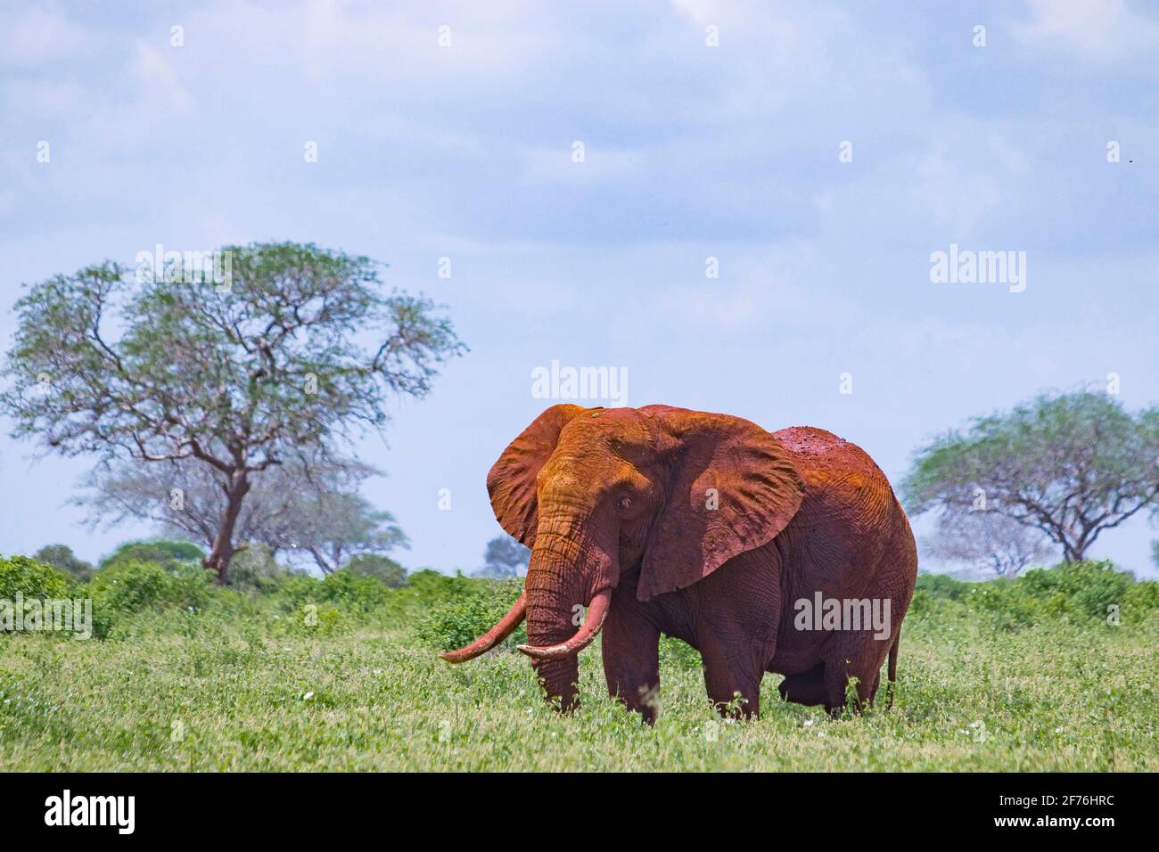Close up photo of red African elephant in Africa. It is a wildlife ...