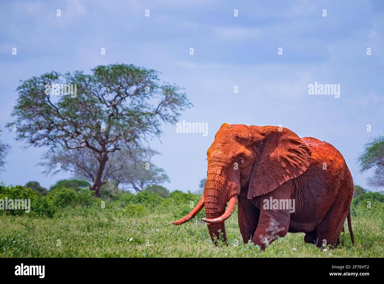 Close up photo of red African elephant in Africa. It is a wildlife ...