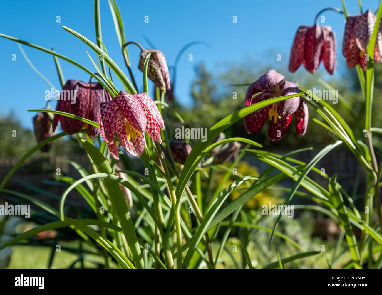 Purple chequered Snake's Head Fritillary flowers grow in a suburban ...