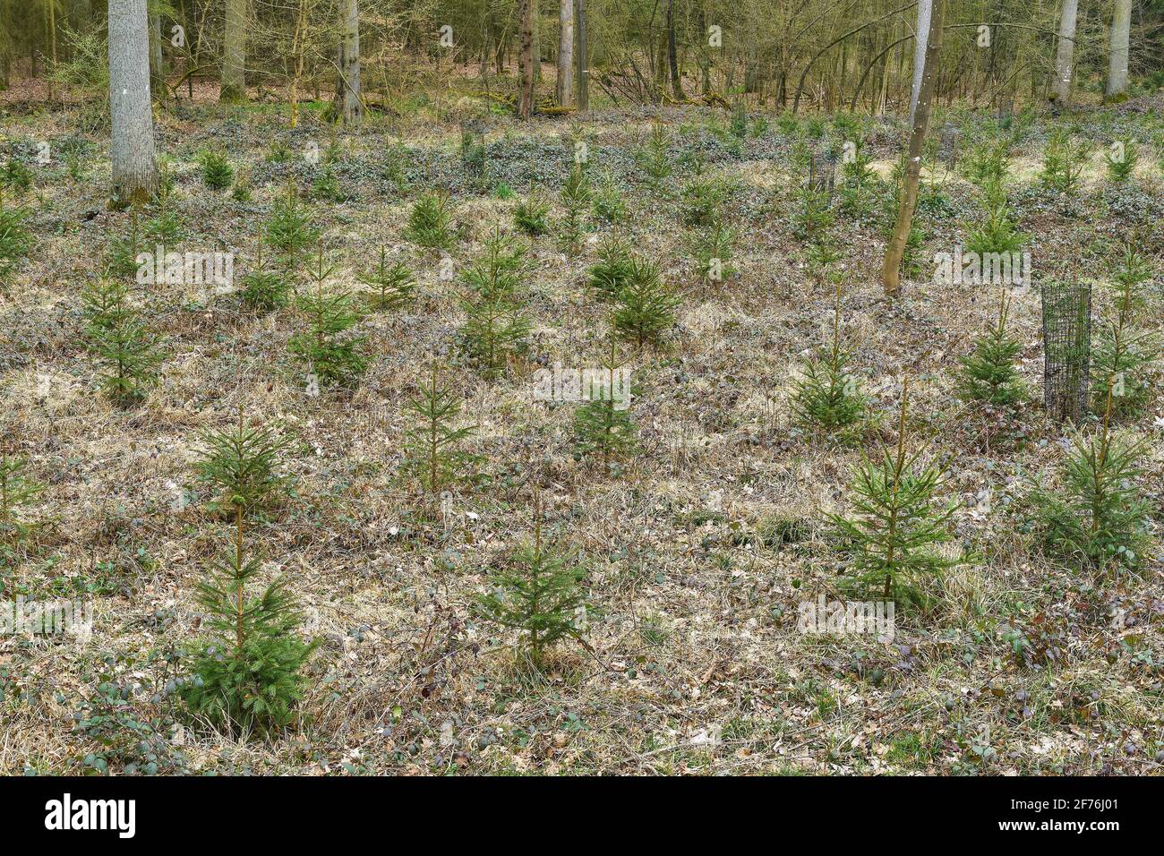 Reforested land with young conifers Stock Photo - Alamy
