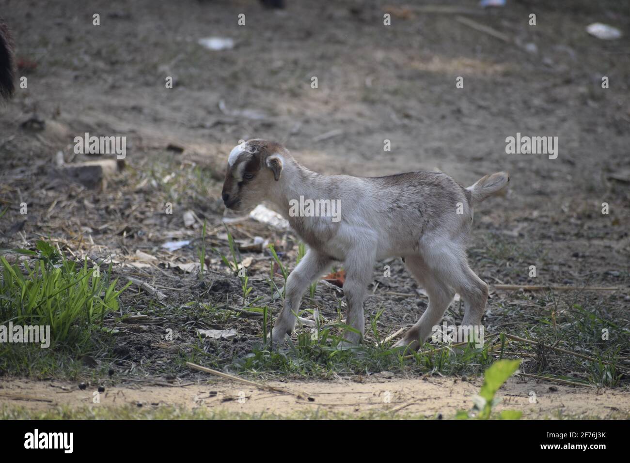 Goat running hi-res stock photography and images - Alamy