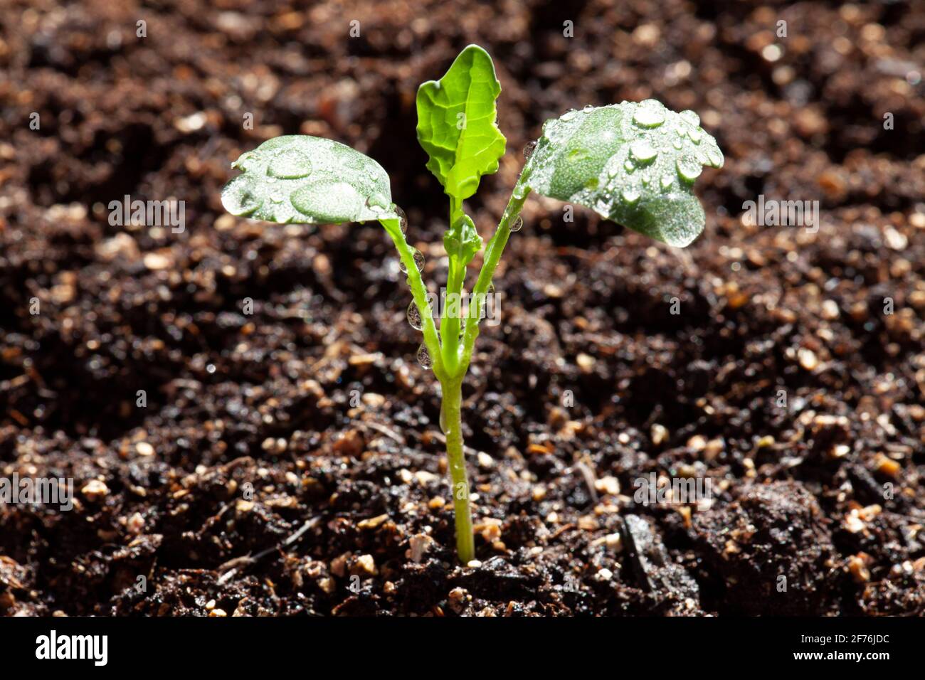 Broccoli Marathon F1 Seedling with First True Leaves growing in soil ...
