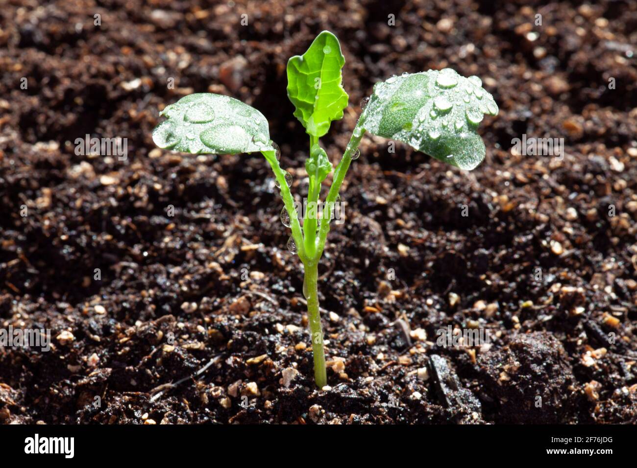Broccoli Marathon F1 Seedling with First True Leaves Stock Photo - Alamy