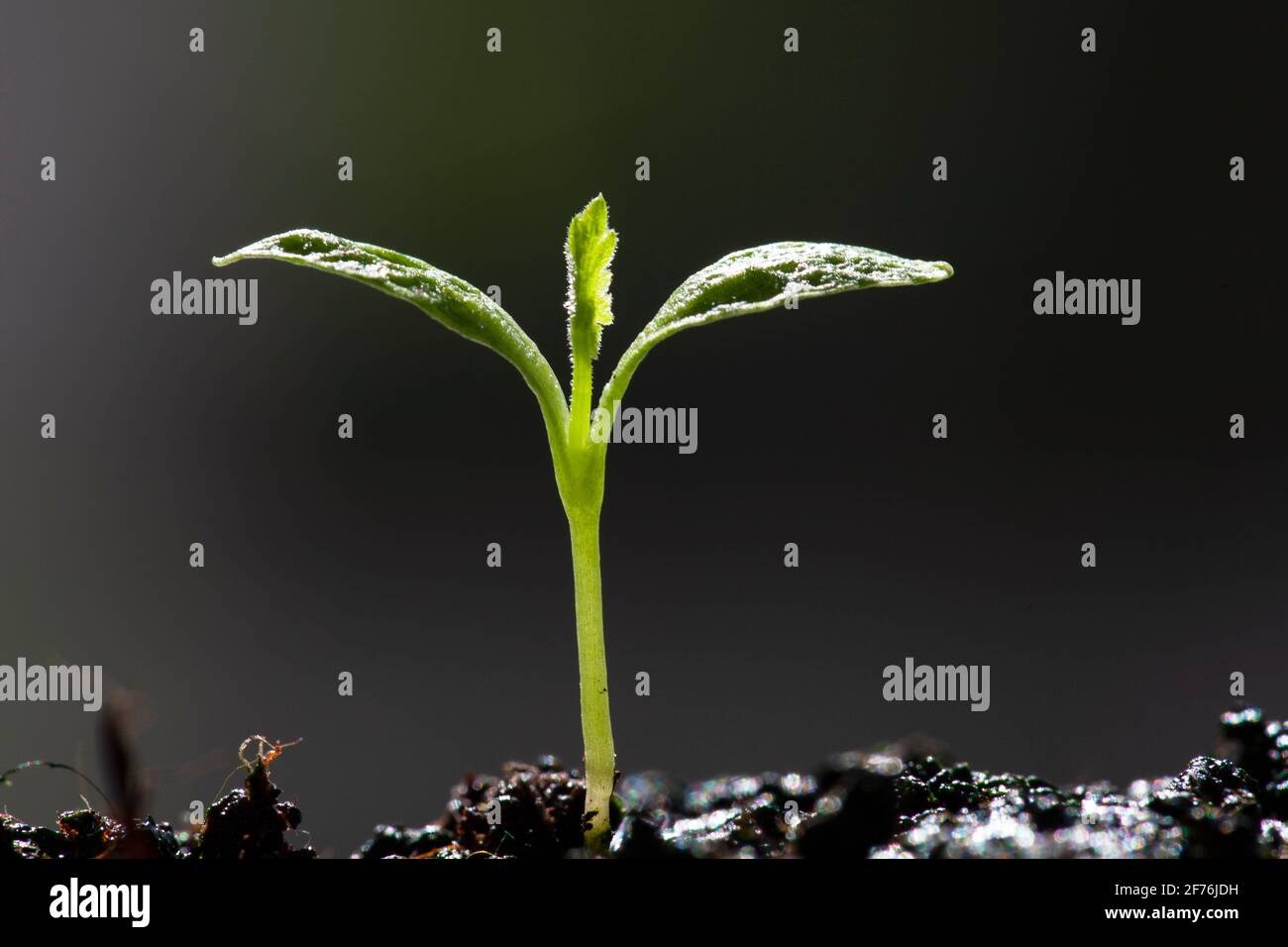Parsnip Gladiator F1 seedling with First True Leaves Stock Photo - Alamy