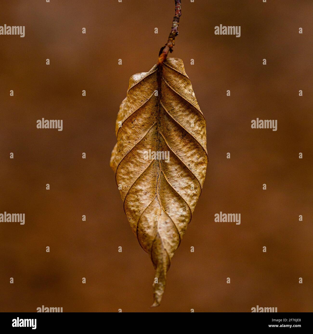 Golden beauty in nature hi-res stock photography and images - Alamy