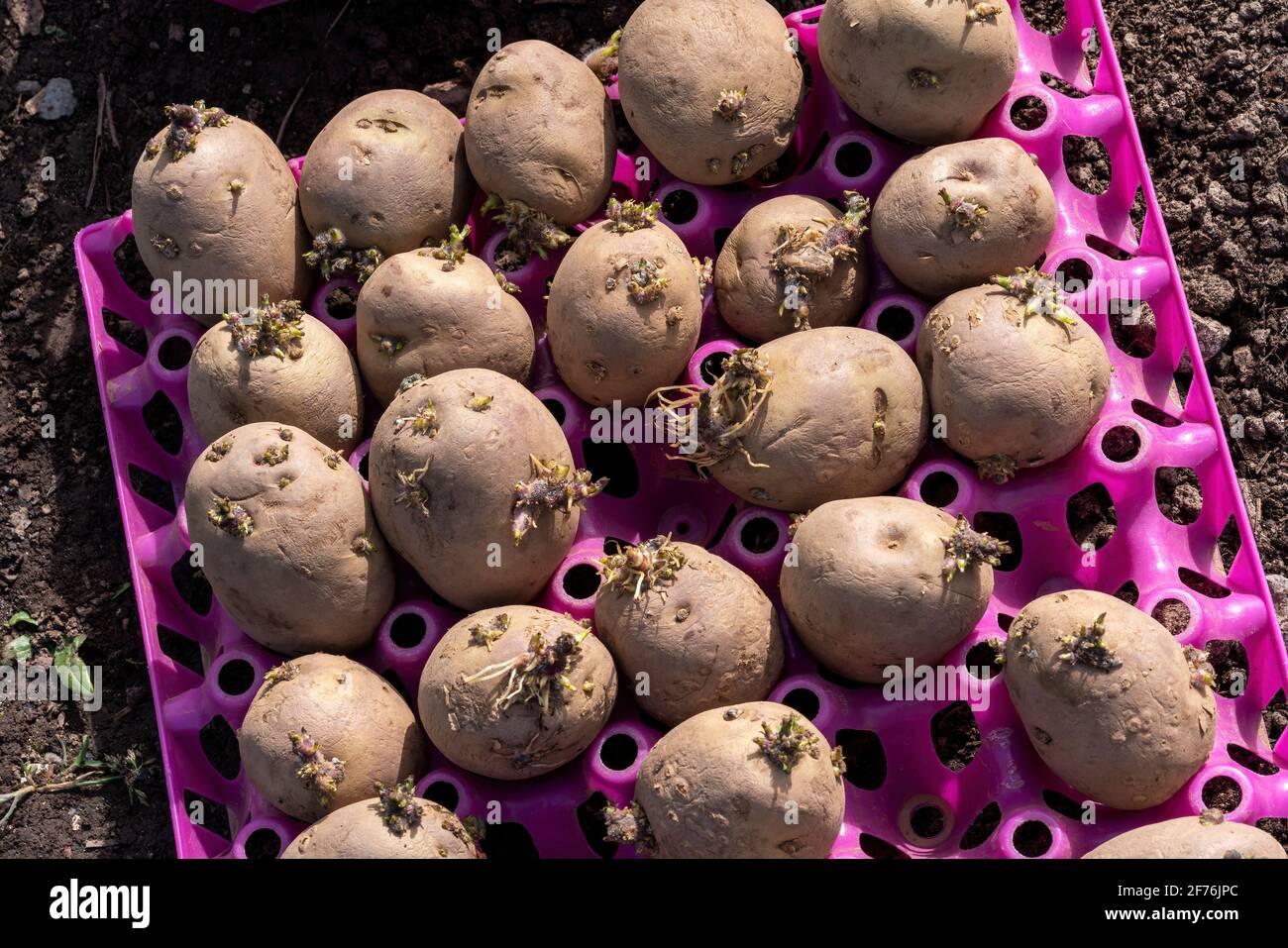 Seed potato tubers having been chitted in a pink plastic tray ready for ...