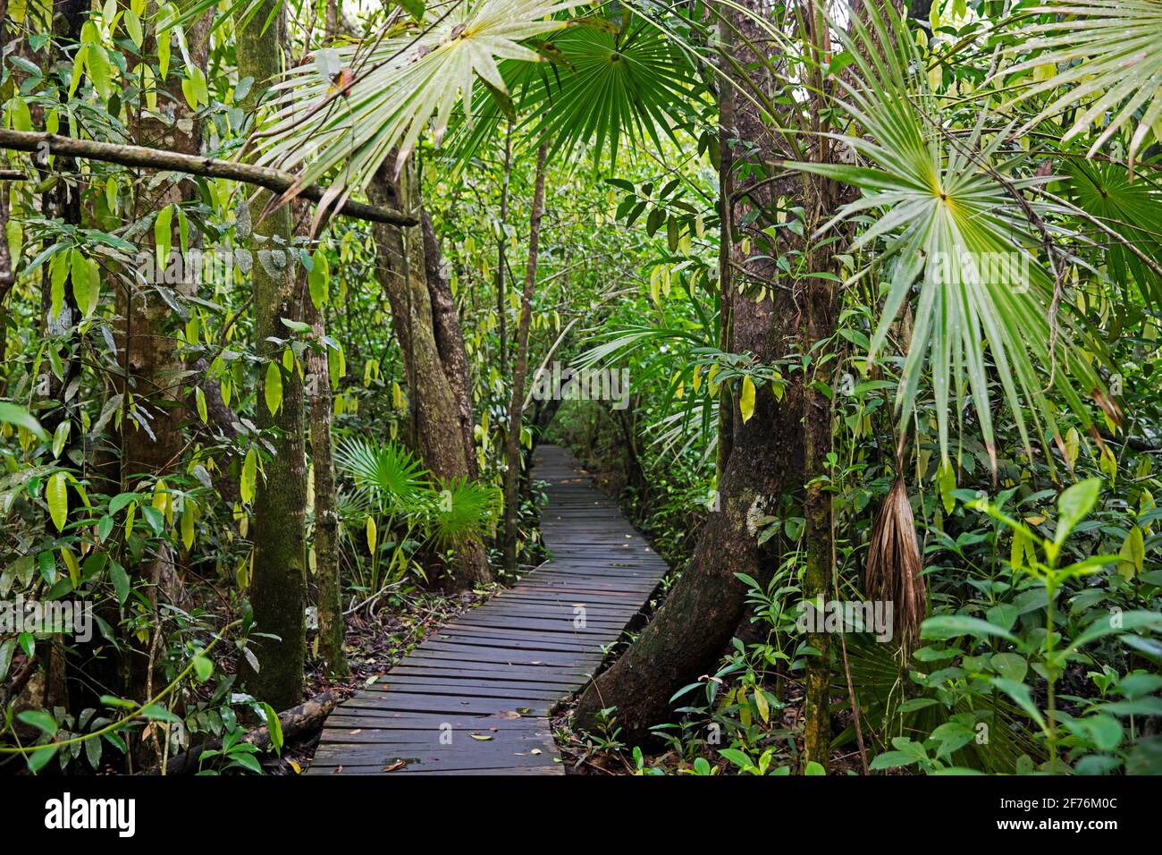 Wooden boardwalk running through jungle in the Sian Ka'an Biosphere ...