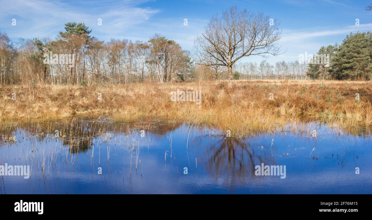 Panorama of a tree at the little lake in Drents-Friese Wold ...