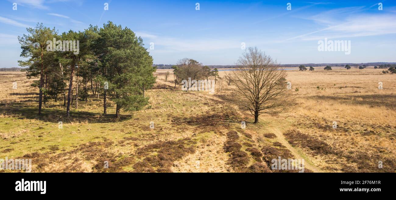Panorama of a heather field with trees in nature area Drents-Friese ...