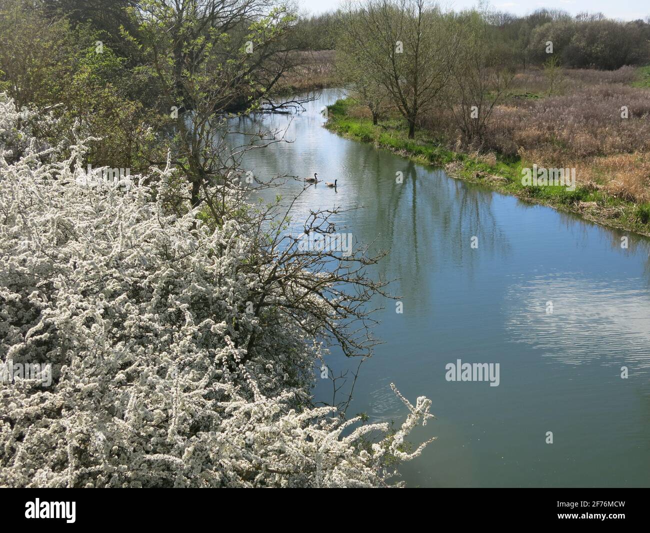 Canal landscape in the English countryside with white blossom in the ...