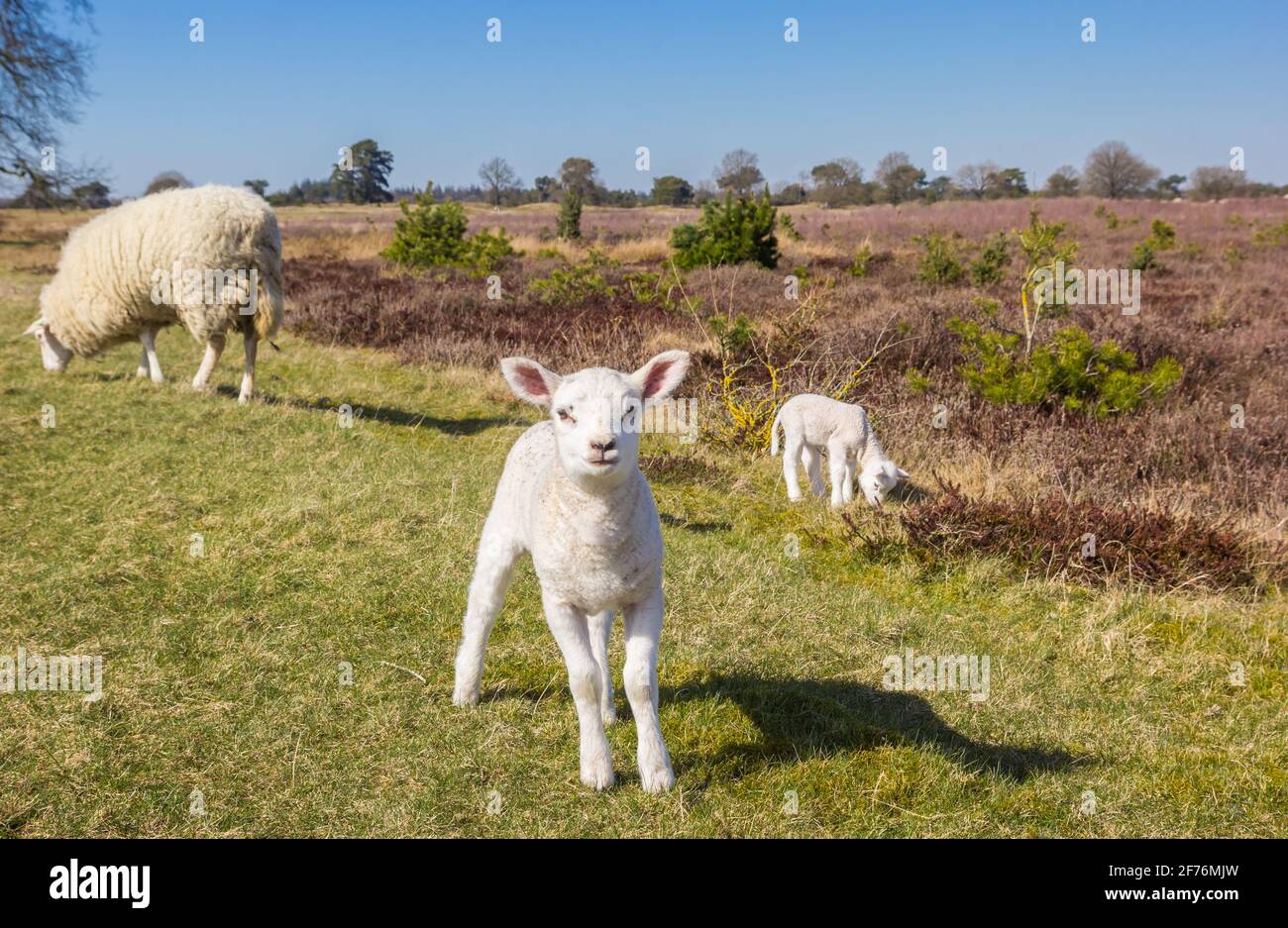 Cute little lamb in nature area Drents-Friese Wold, Netherlands Stock ...