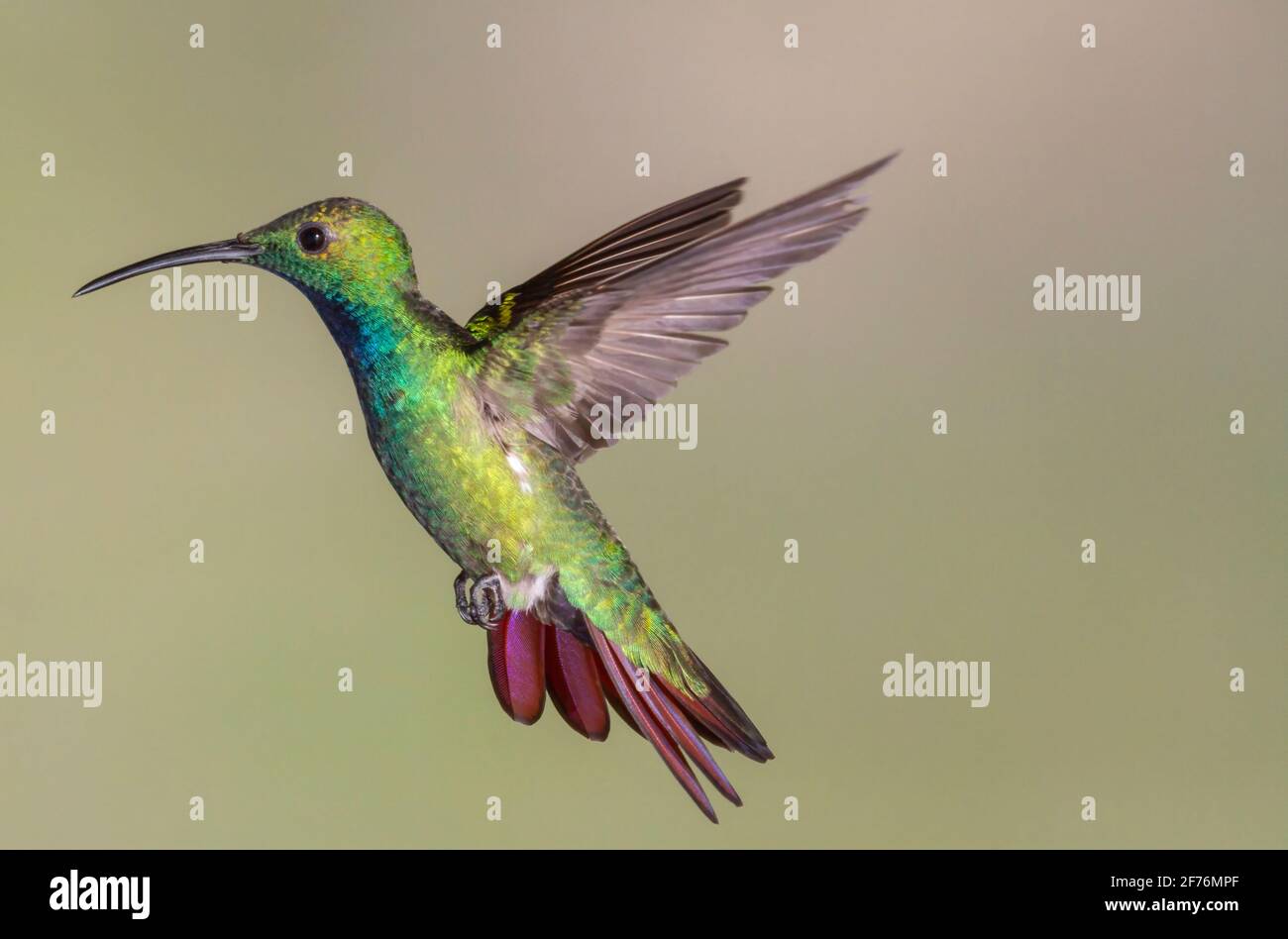 green-breasted mango hummingbird, Anthracothorax prevostii, single ...