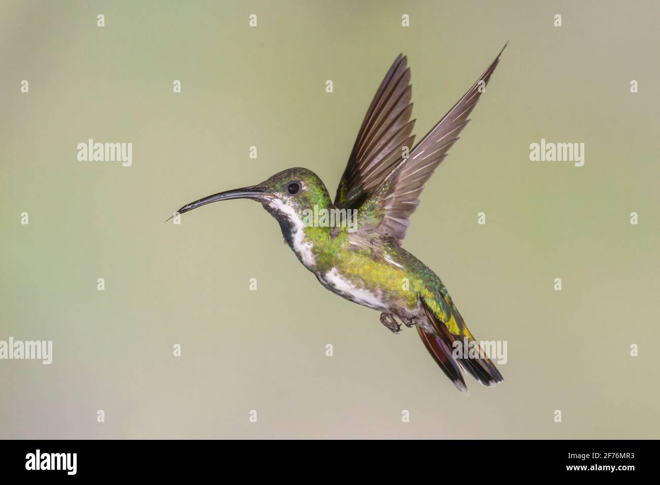 green-breasted mango hummingbird, Anthracothorax prevostii, single ...
