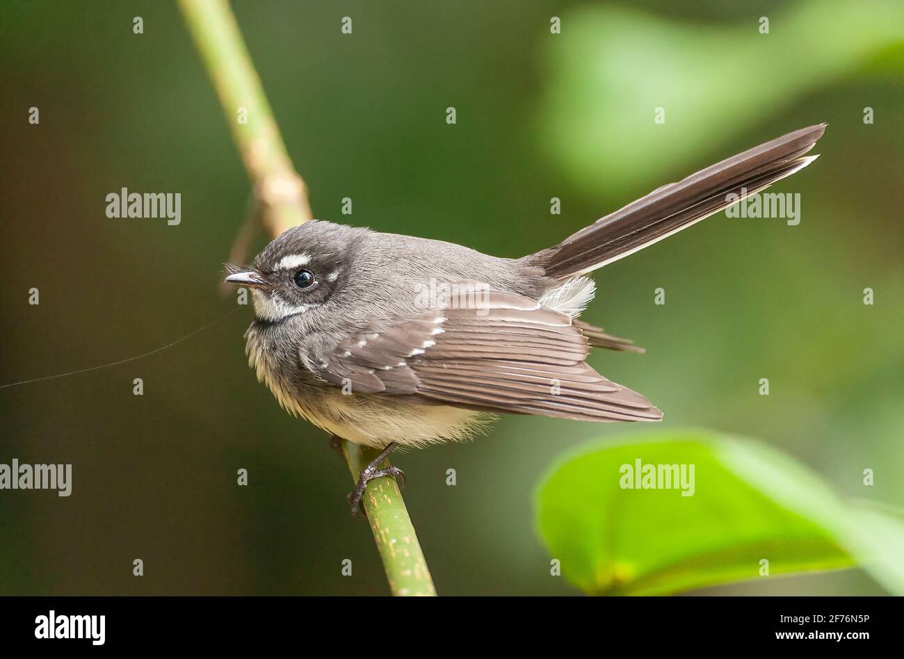 Grey fantails hi-res stock photography and images - Alamy