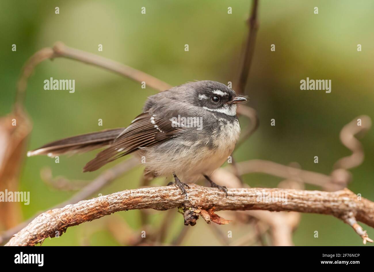 Grey fantails hi-res stock photography and images - Alamy