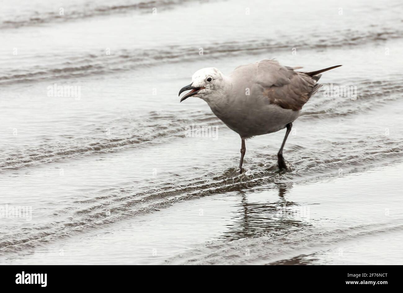grey gull, Leucophaeus modestus, single bird standing on beach ...