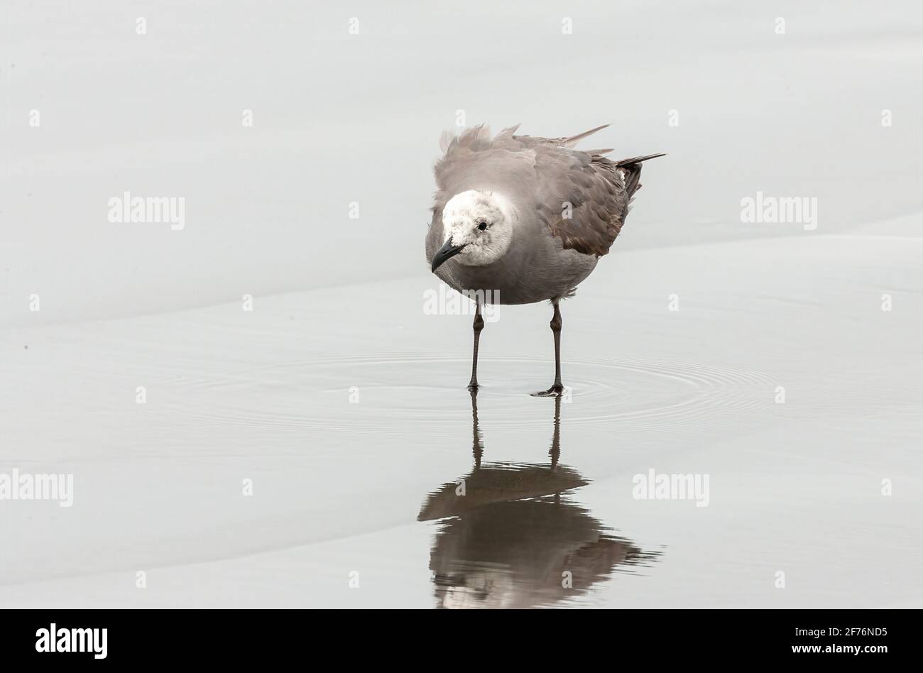 Grey gull leucophaeus modestus hi-res stock photography and images - Alamy