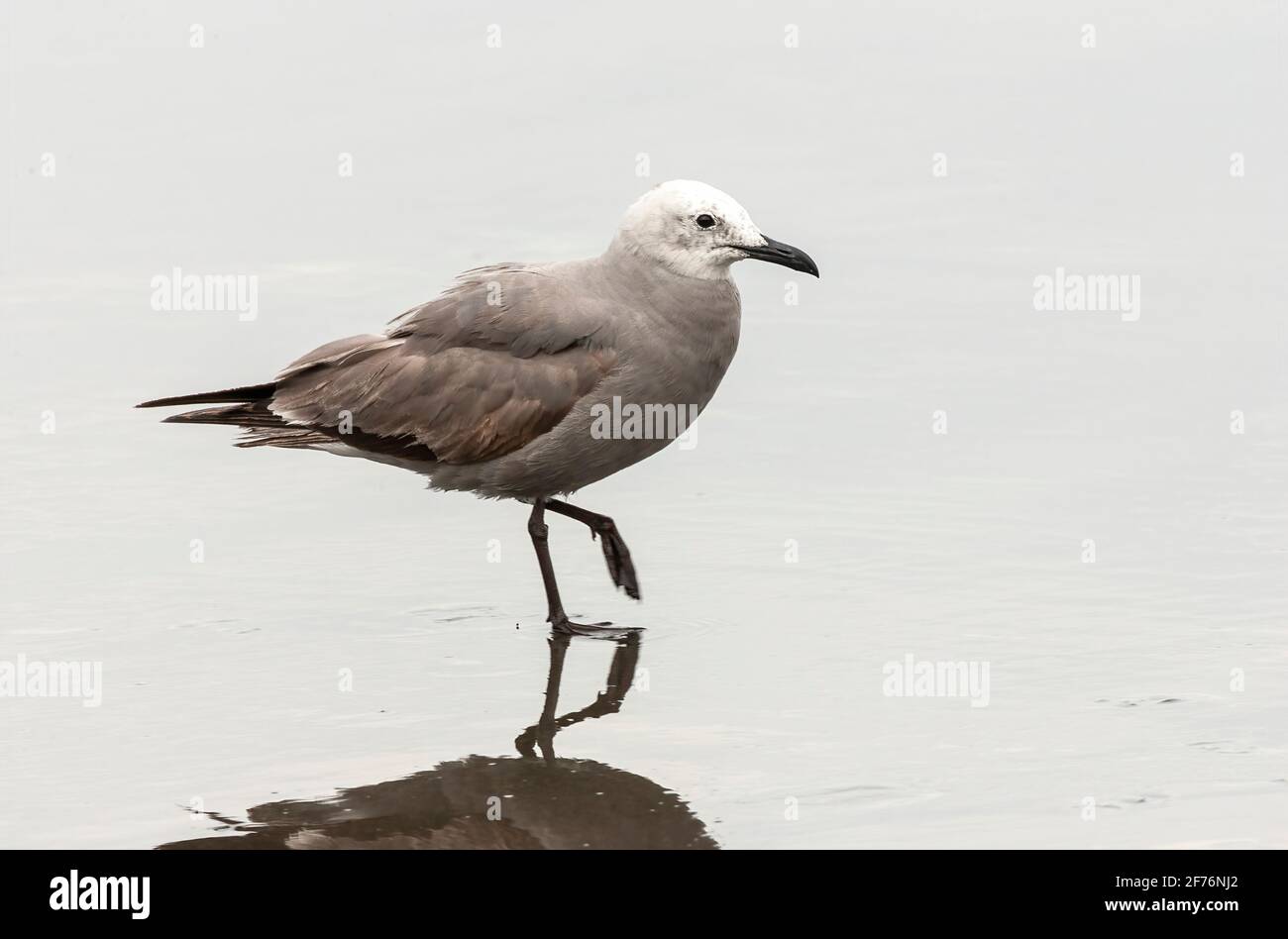 grey gull, Leucophaeus modestus, single bird standing on beach ...