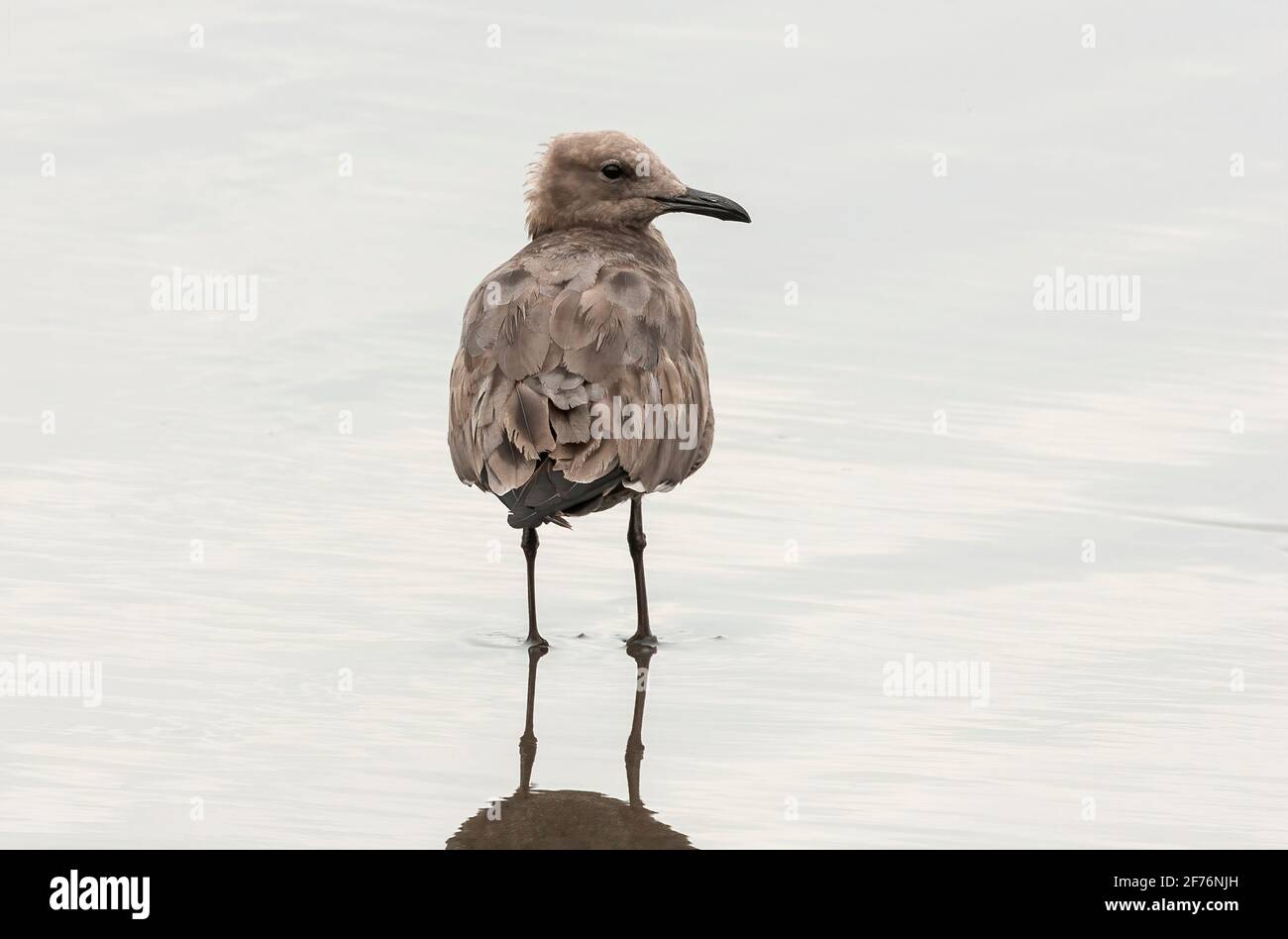 grey gull, Leucophaeus modestus, single bird standing on beach ...