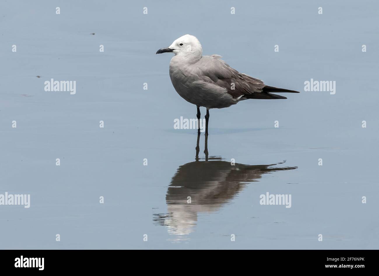 grey gull, Leucophaeus modestus, single bird standing on beach ...