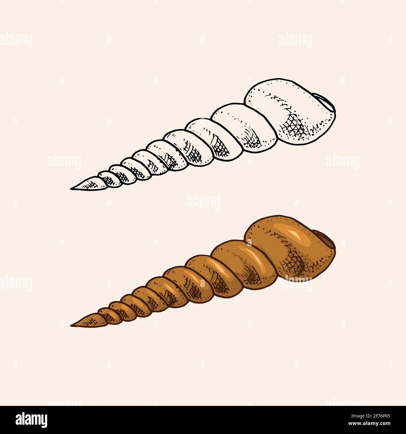 Sea shell or mollusca different forms. Engraved hand drawn in old ...