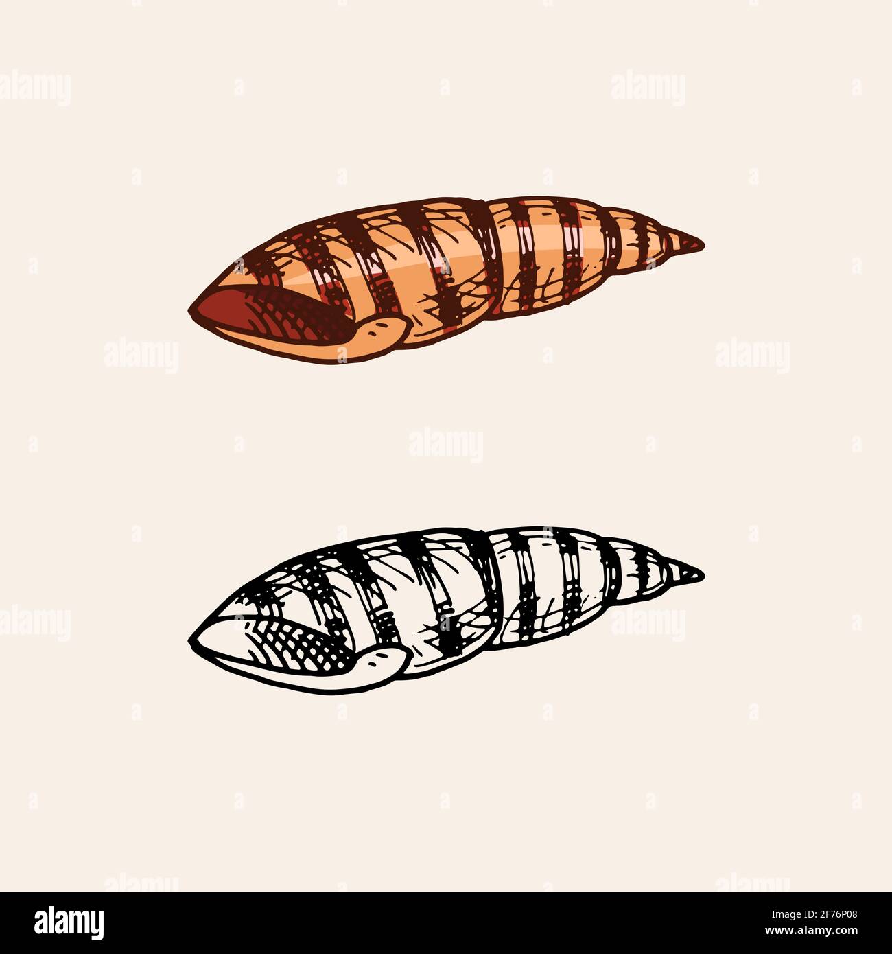 Sea shell or mollusca different forms. Engraved hand drawn in old ...