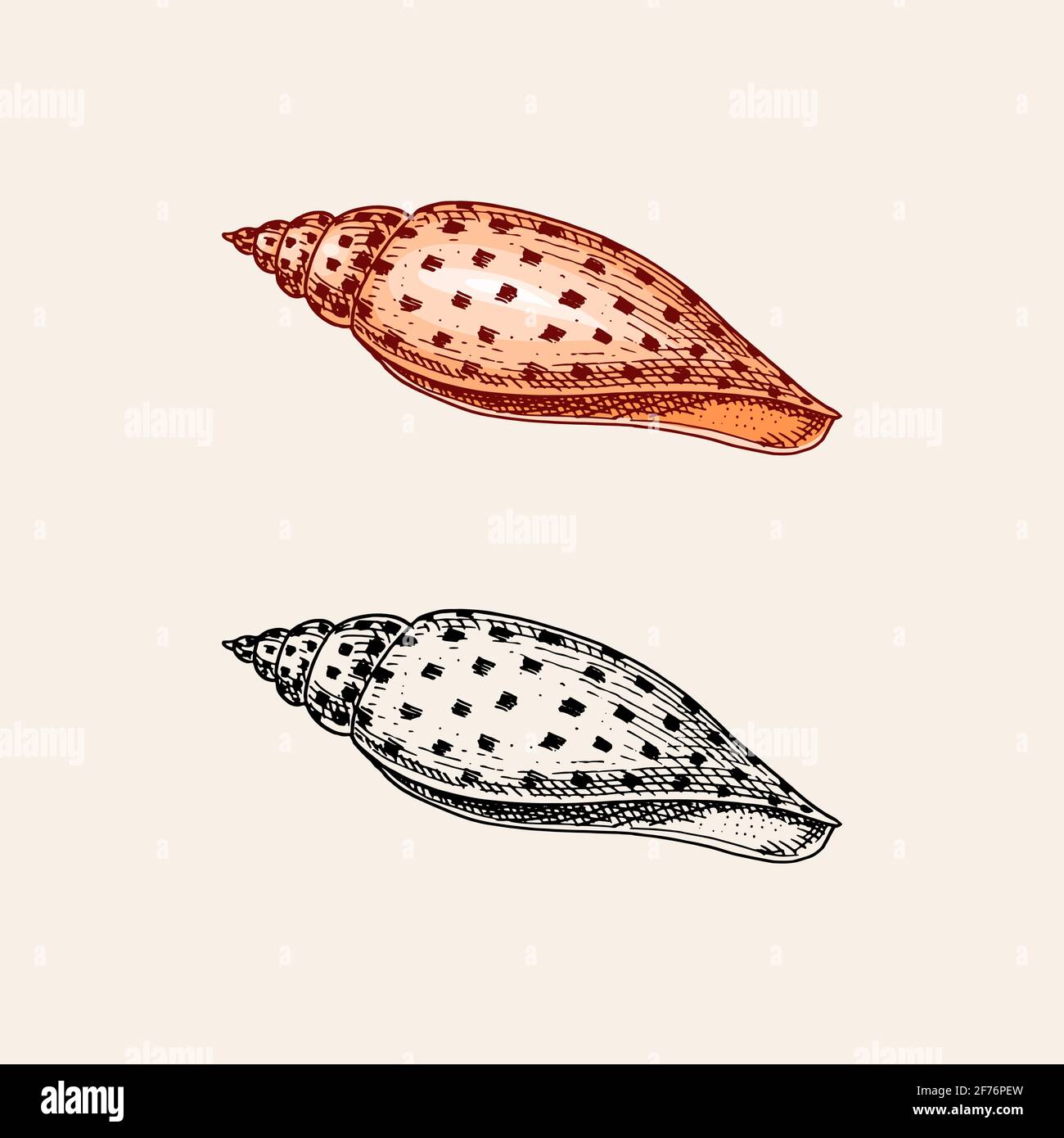 Sea shell or mollusca different forms. Engraved hand drawn in old ...